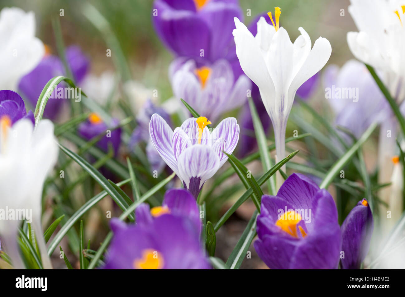 Crocuses, iris plants, Iridaceae Stock Photo - Alamy