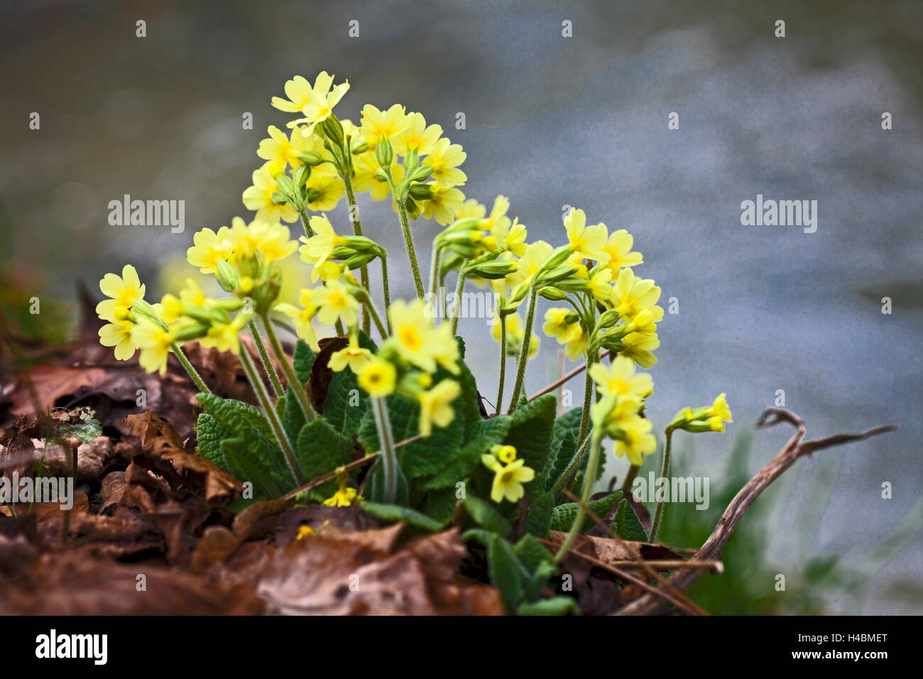 flowers, spring flowers, real primrose Stock Photo - Alamy