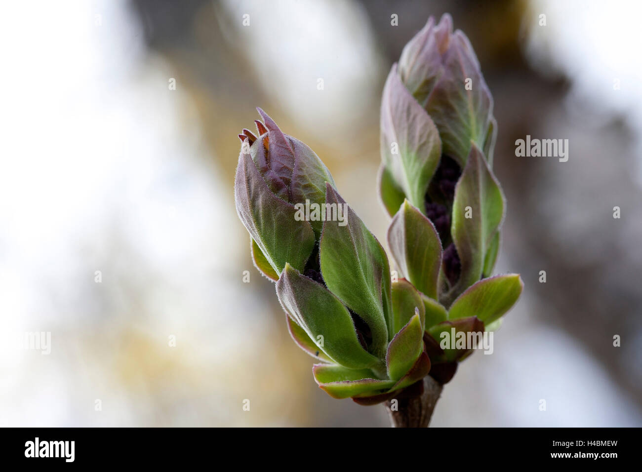 Botany, plant, buds, close-up Stock Photo - Alamy