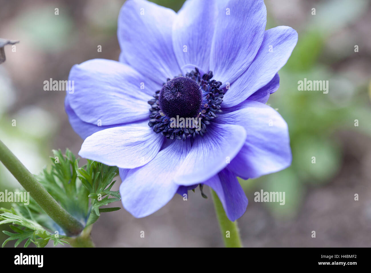 Poppy anemone anemone coronaria, type anemone Stock Photo - Alamy
