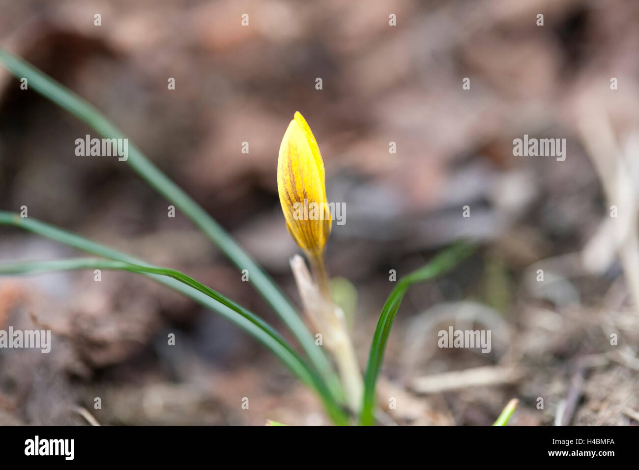 Crocus, iris plants, Iridaceae Stock Photo - Alamy