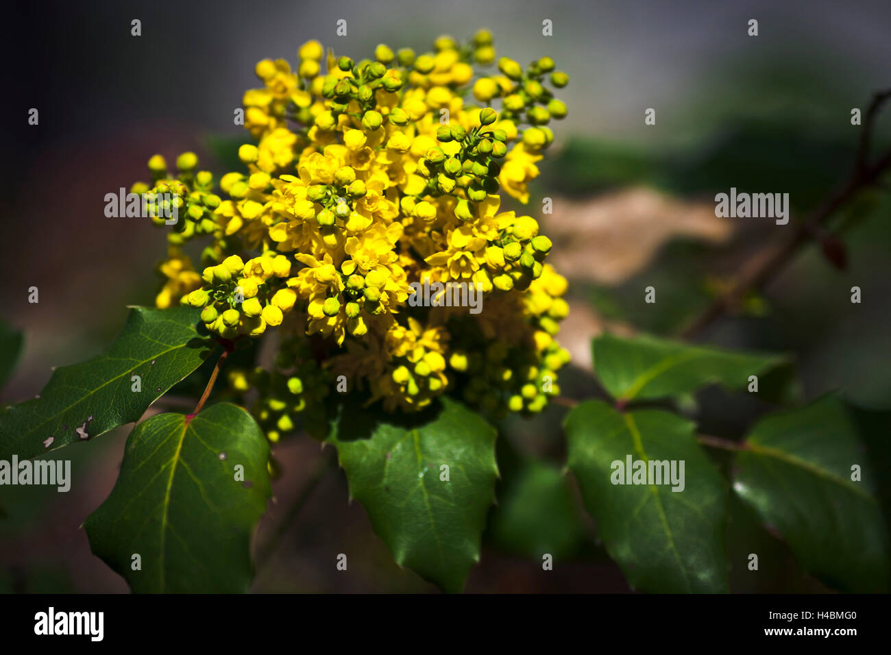 Botany, shrub, blossoms, buds Stock Photo - Alamy