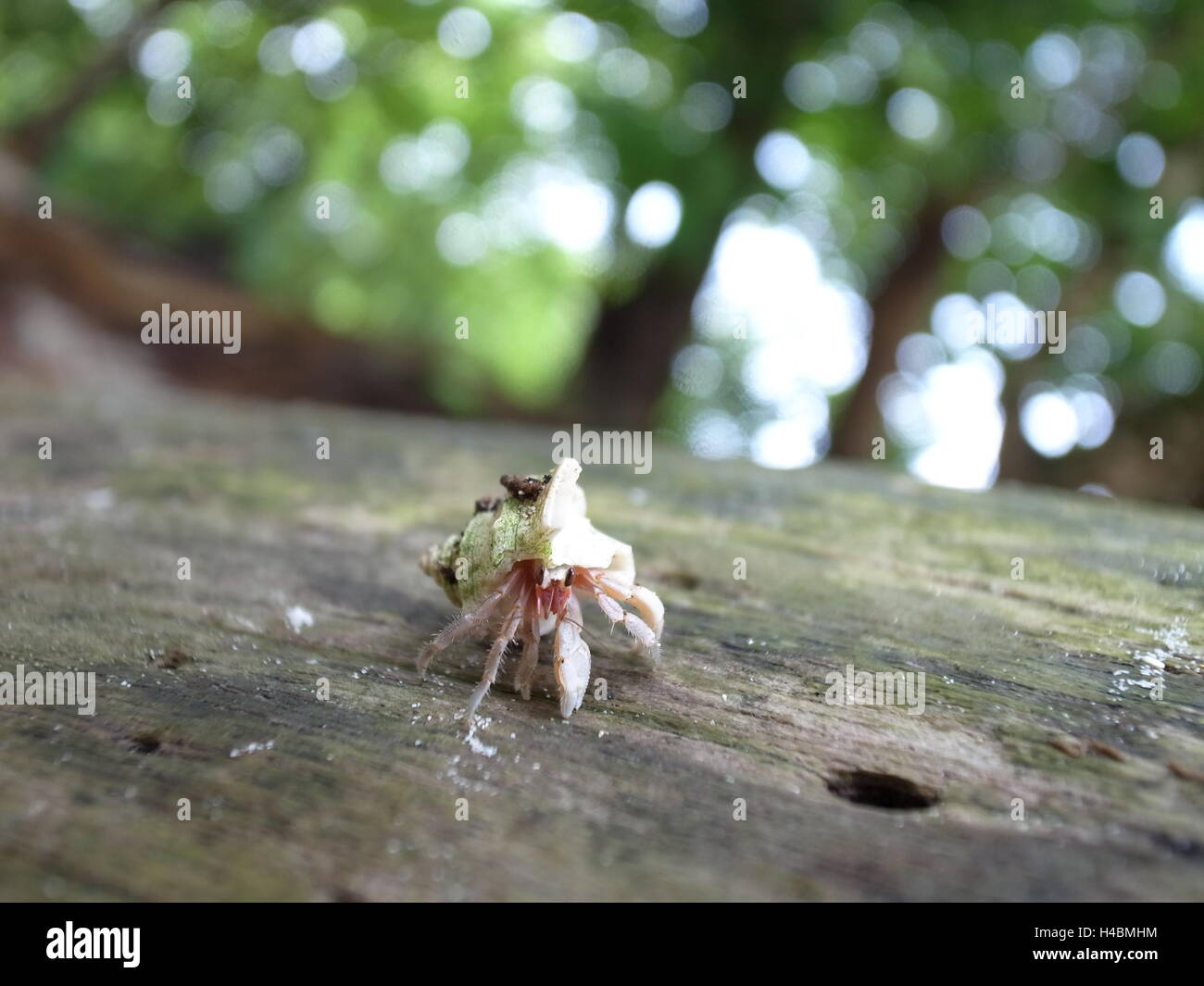 Tree climbing crab hi-res stock photography and images - Alamy