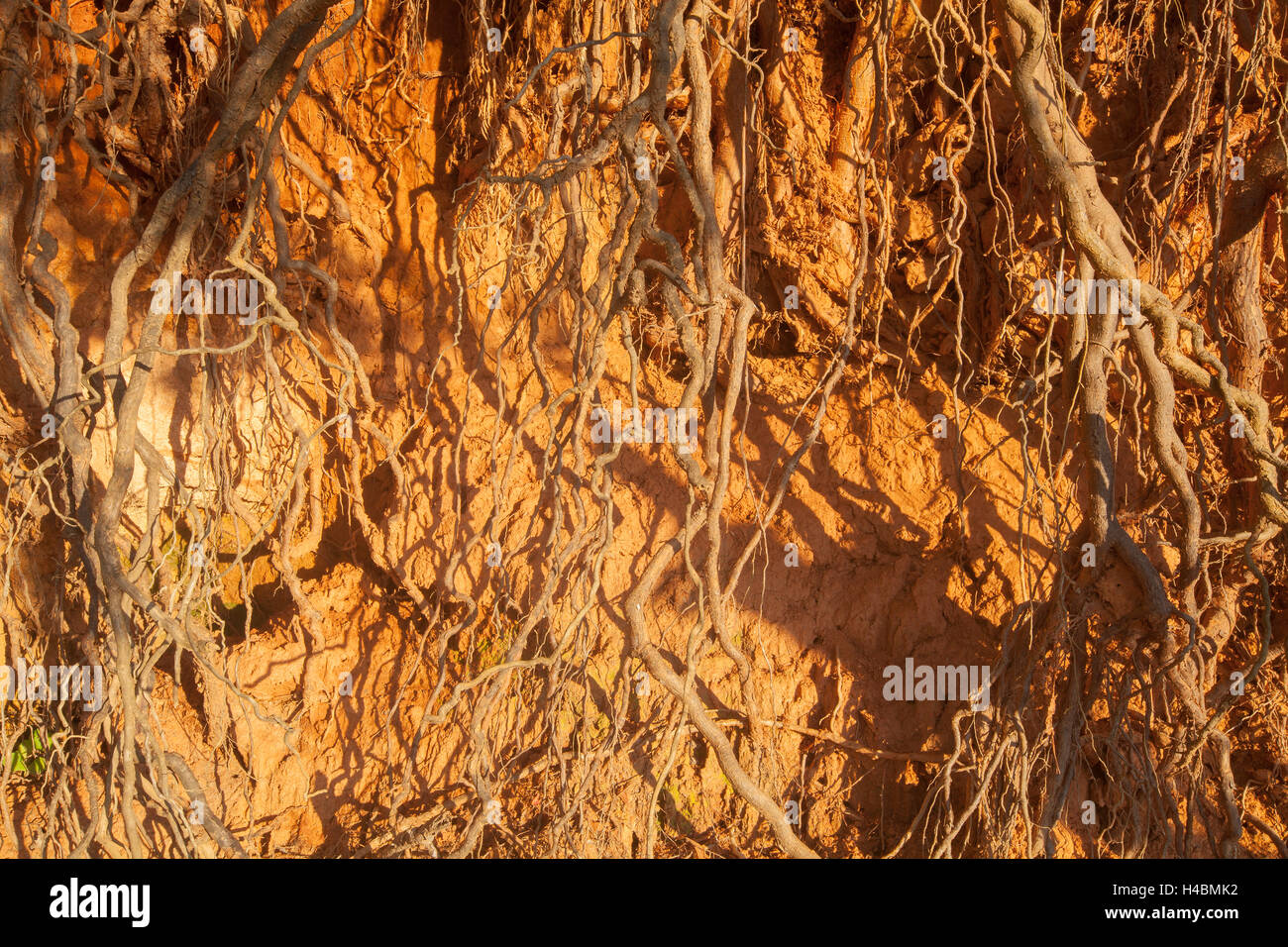 An abstract close up on exposed tree roots Stock Photo - Alamy