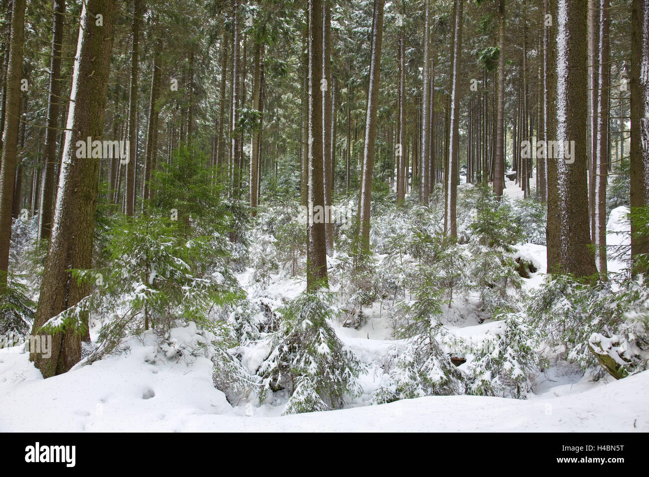 Wood, green, winter, snow, Upper Harz, Harz, National Park, Saxony ...