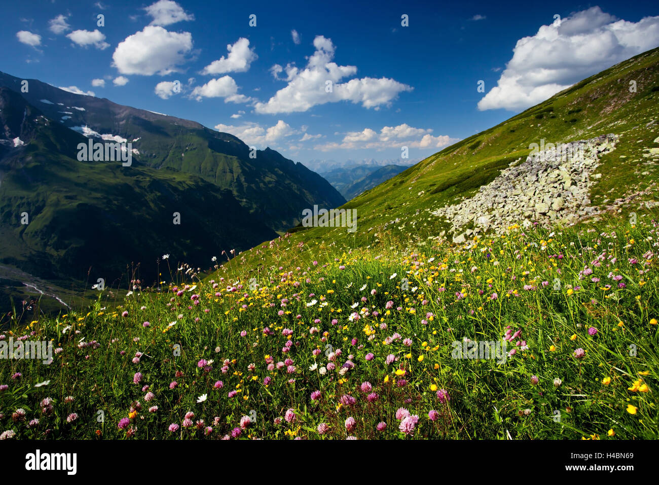 Summer, meadow, flowers, alp, mountains, the Alps, Hohe Tauern, Austria ...