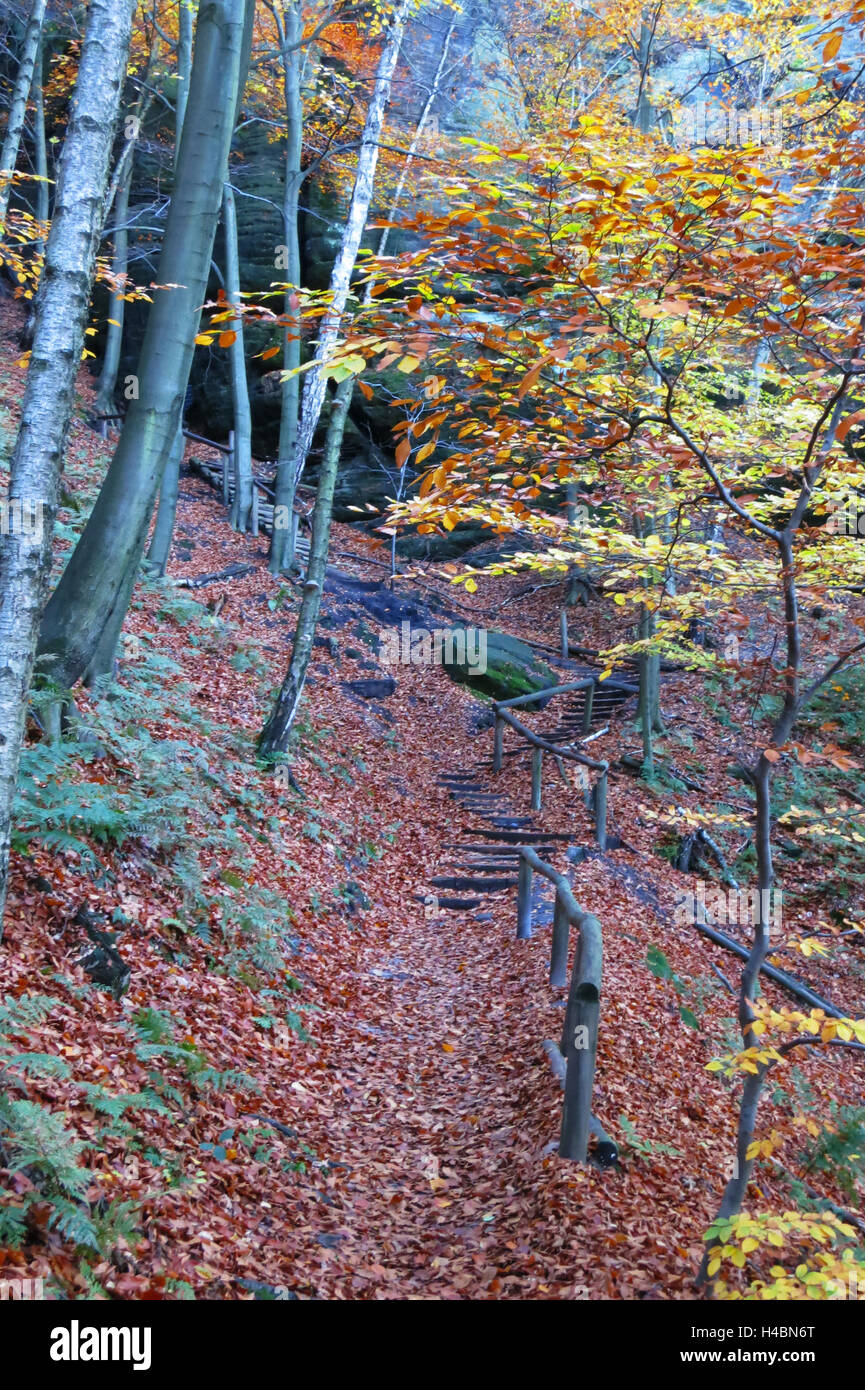 Wood, autumn, foliage, trees, colour of the leaves, way, stairs, Saxon ...