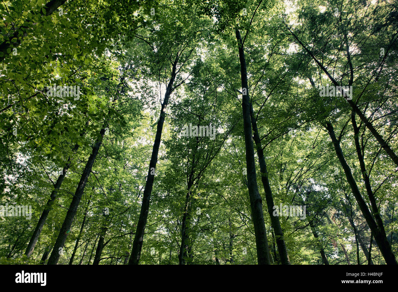 Deciduous forest tree hi-res stock photography and images - Alamy