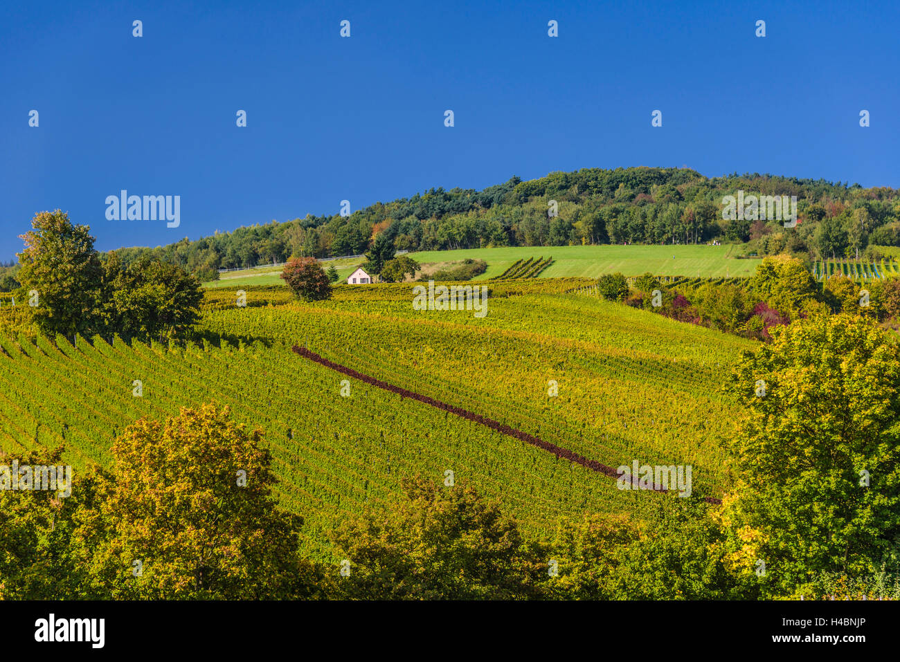 Germany, Hesse, Rheingau region, Oestrich-Winkel, district Hallgarten ...