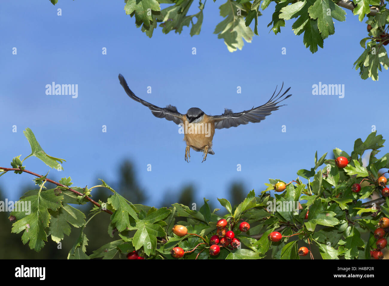 Nuthatch in flight hi-res stock photography and images - Alamy