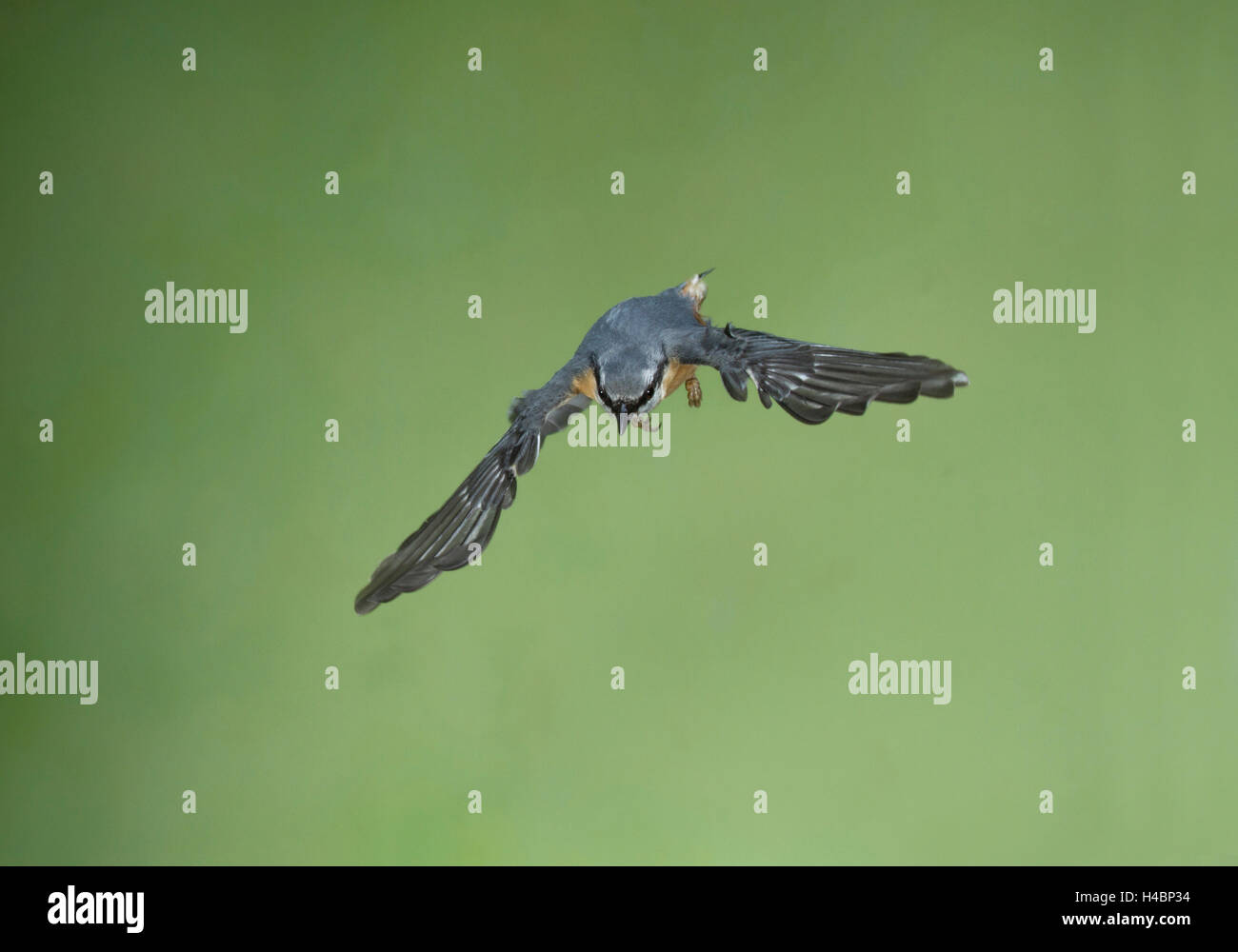 Nuthatch, Sitta europaea, in flight Stock Photo - Alamy