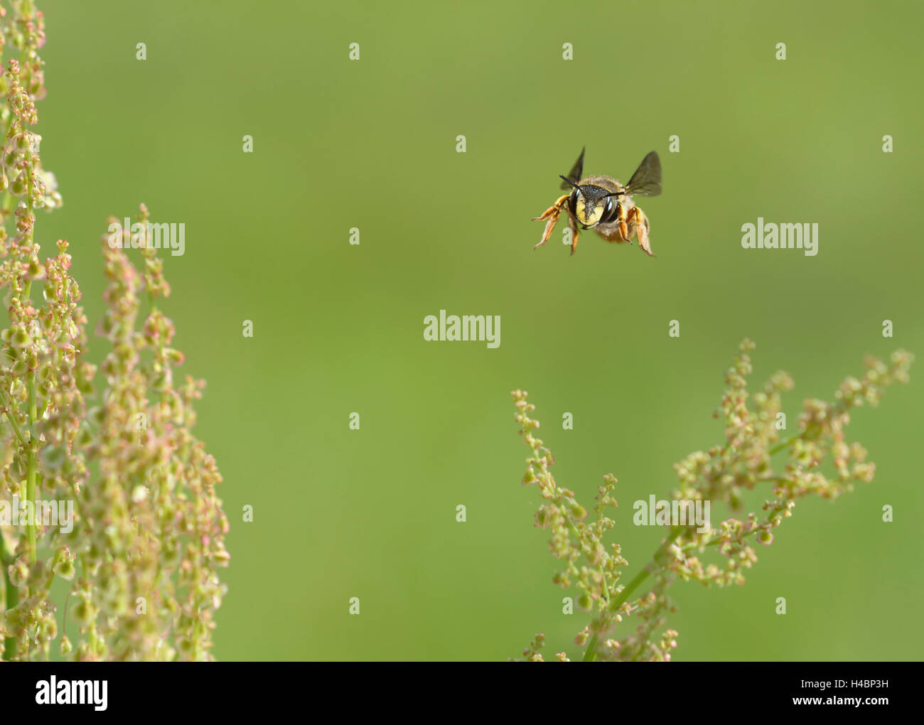 European wool carder bee, Anthidium manicatum, in flight Stock Photo ...