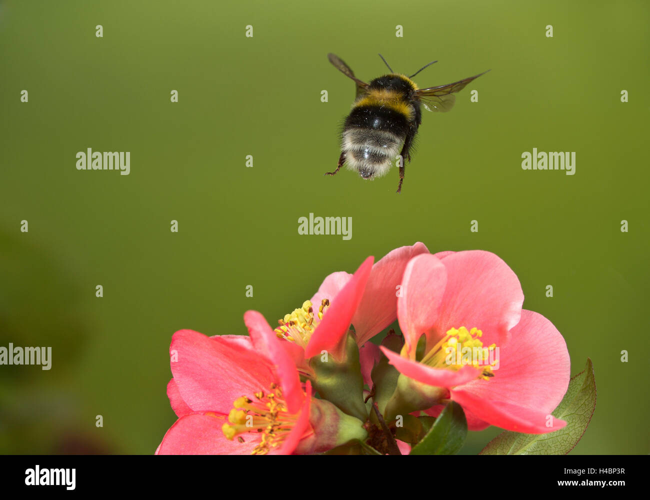 Bumblebees in flight hi-res stock photography and images - Alamy