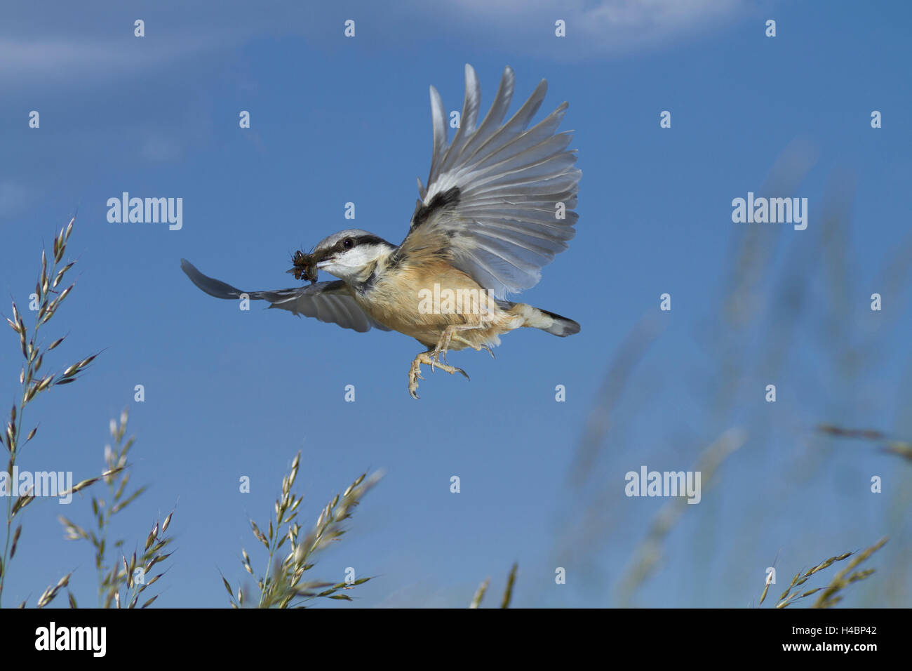 Nuthatch, Sitta europaea, in flight Stock Photo - Alamy