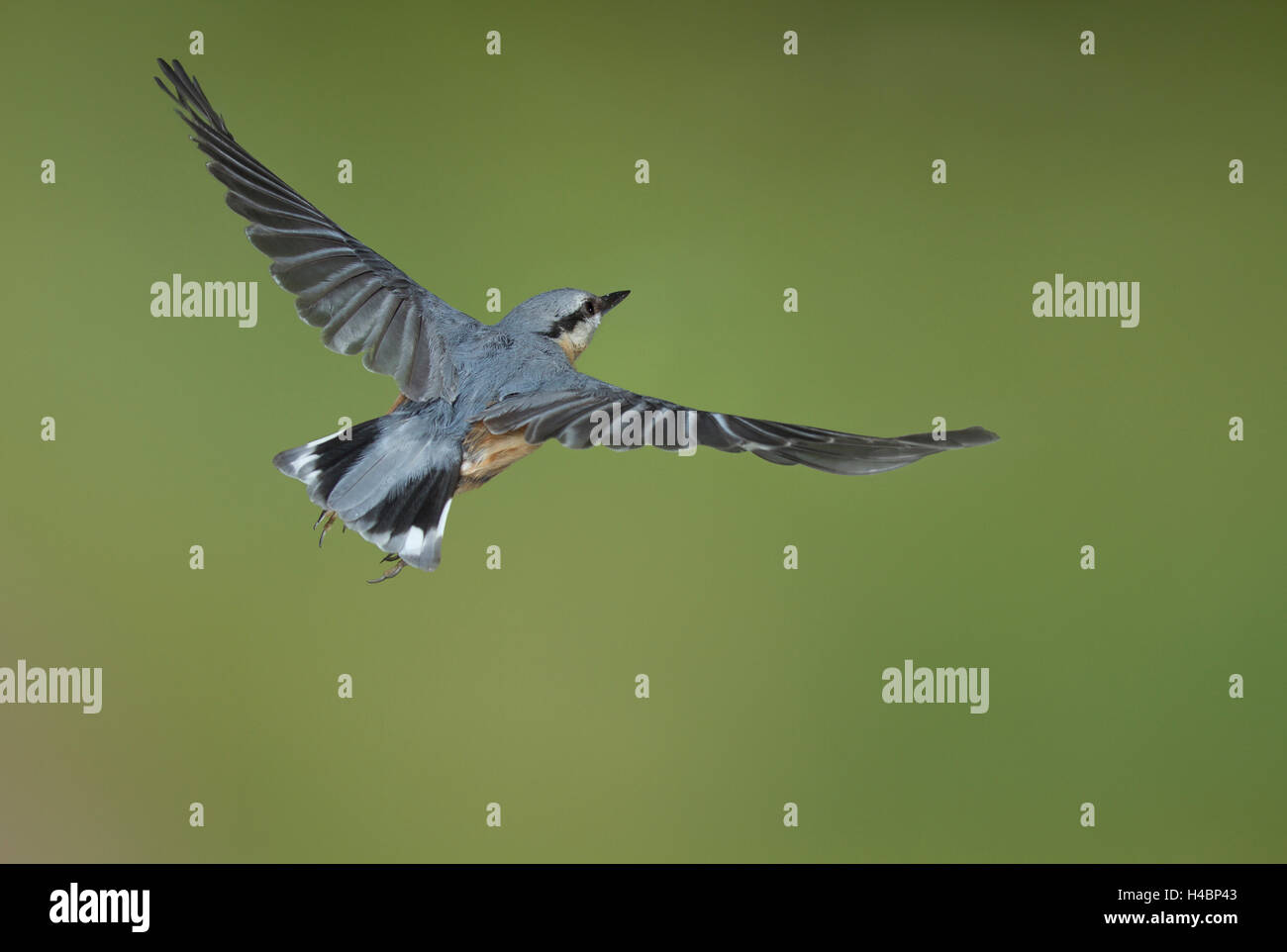 Nuthatch, Sitta europaea, in flight Stock Photo - Alamy