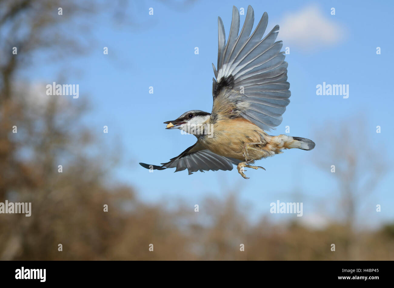 Nuthatch Sitta Europaea In Flight High Resolution Stock Photography and ...