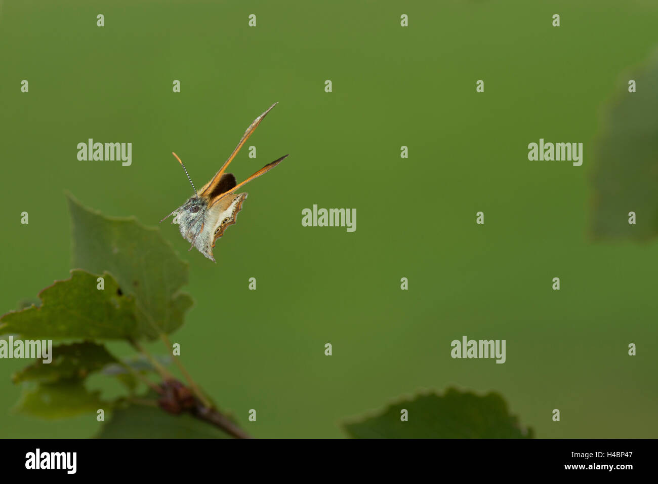 Chestnut Heath, Coenonympha glycerion, in flight Stock Photo - Alamy