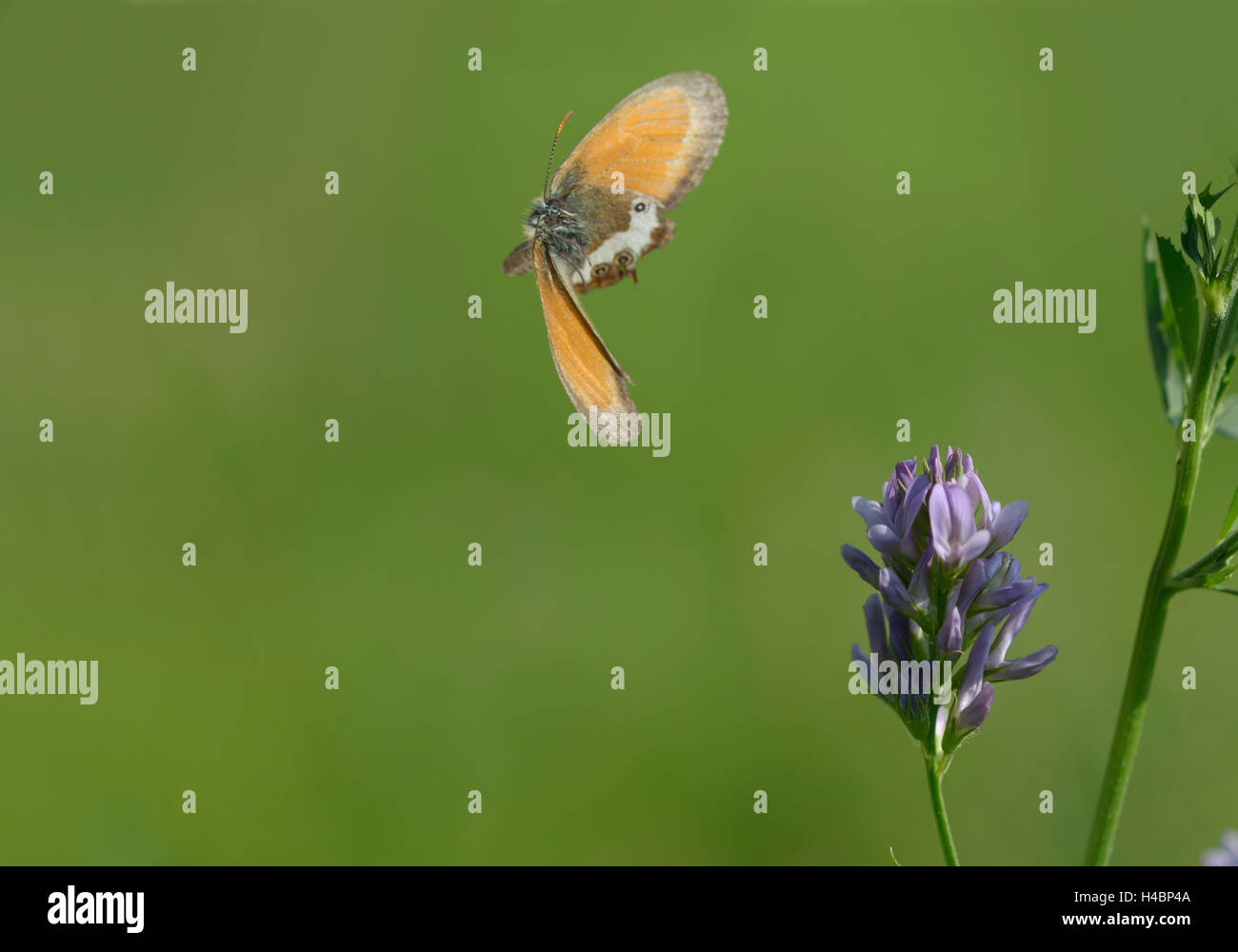 Chestnut Heath, Coenonympha glycerion, in flight Stock Photo - Alamy