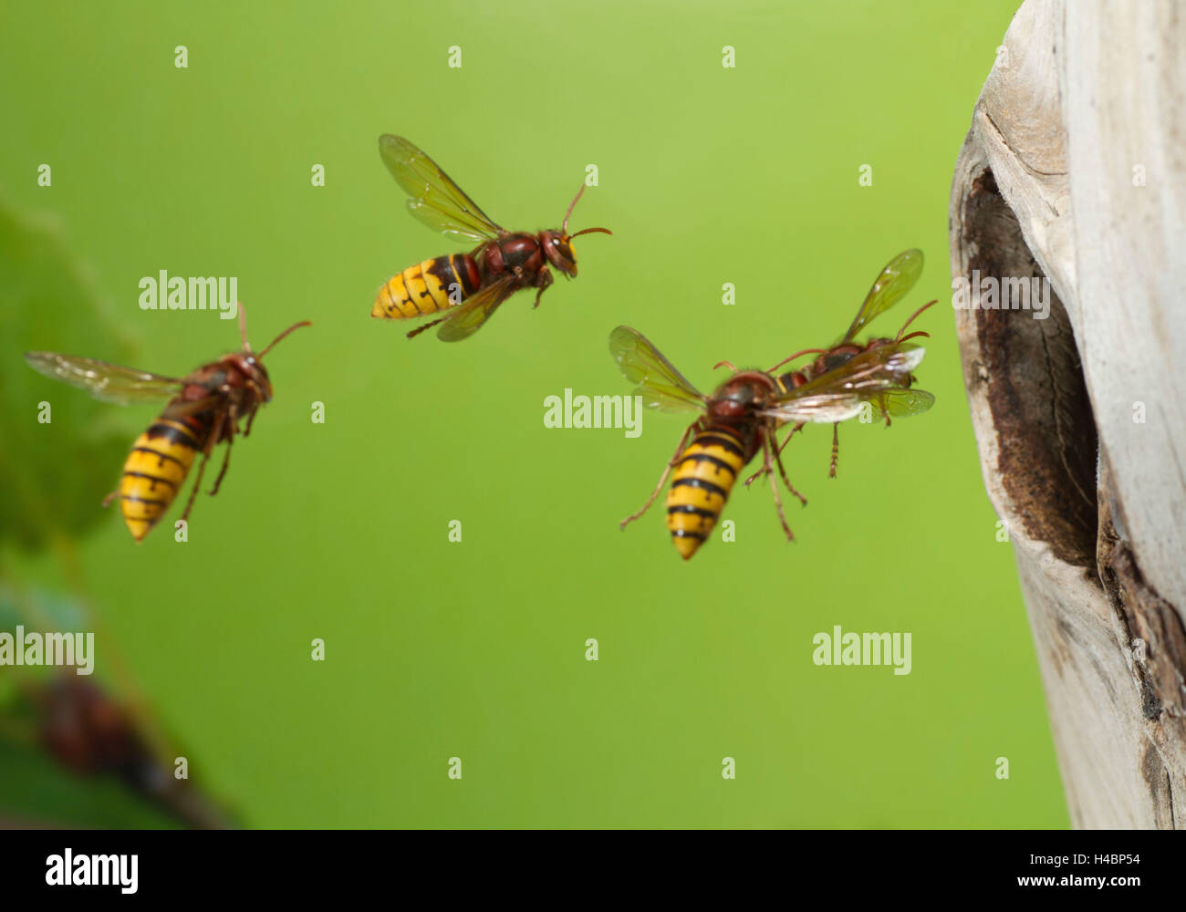 Hornets in flight hi-res stock photography and images - Alamy