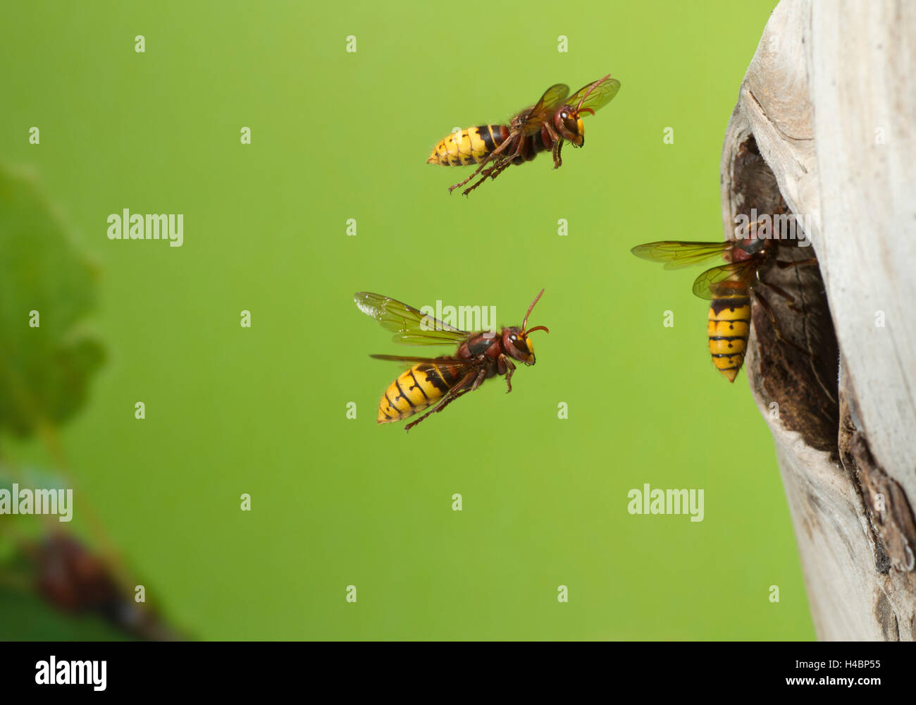 Hornets, Vespa crabro, in flight Stock Photo - Alamy