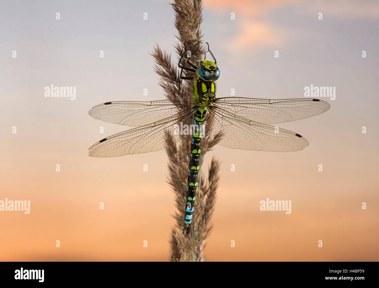 Southern hawker, Aeshna cyanea Stock Photo - Alamy