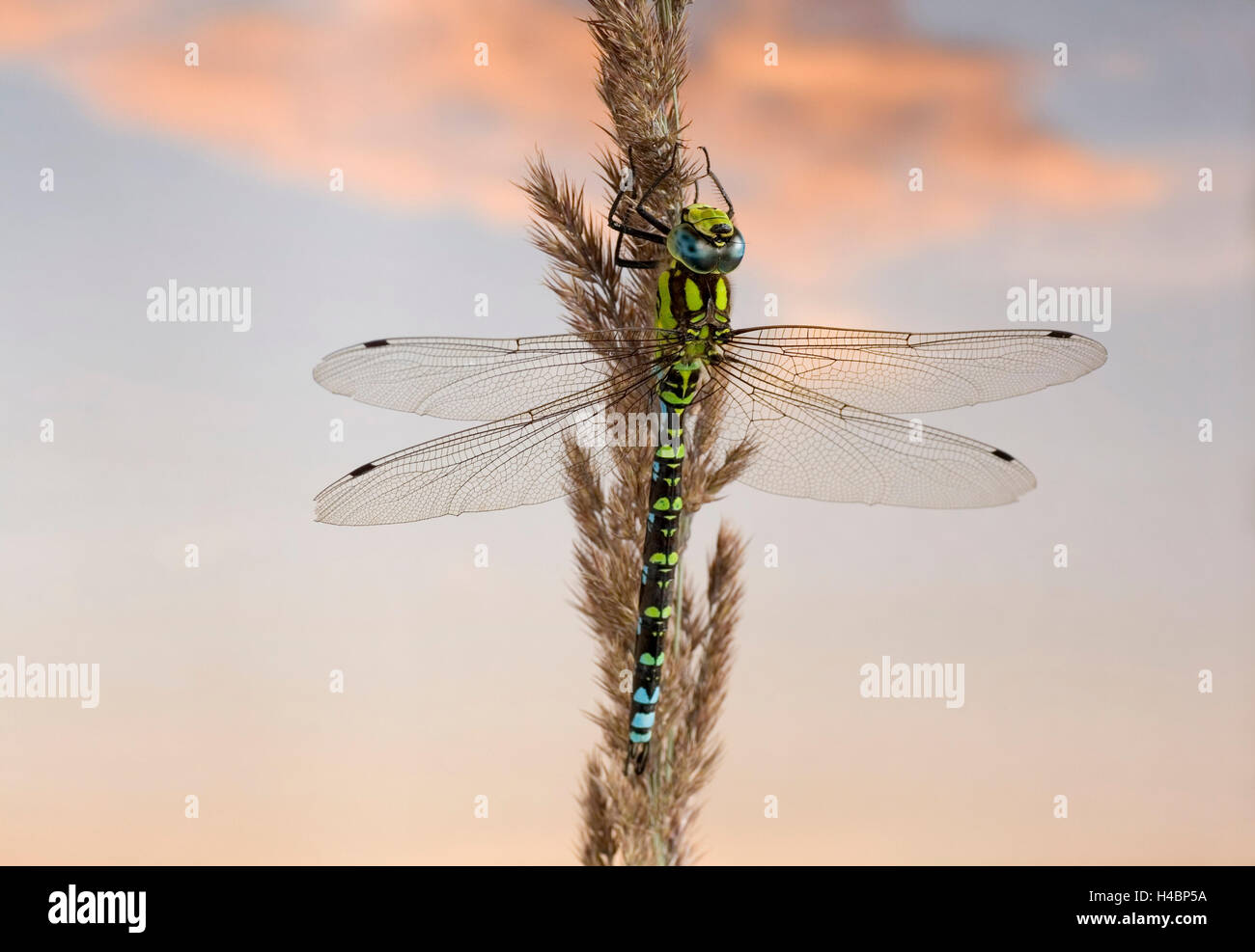 Aeshnidae hi-res stock photography and images - Alamy