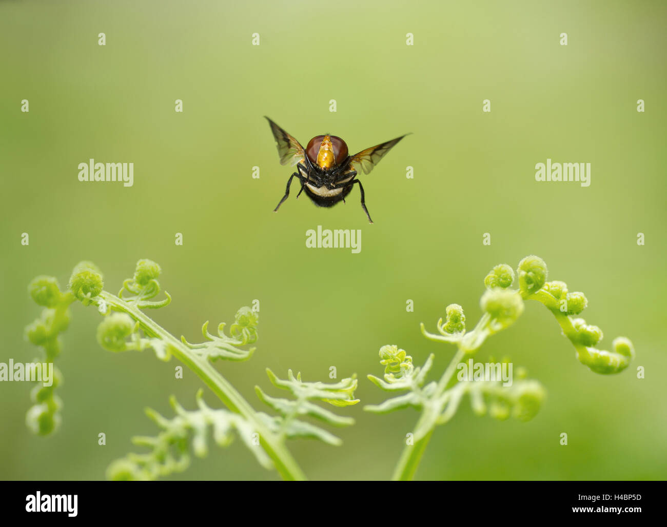 Noon fly, Mesembrina meridiana, in flight Stock Photo - Alamy