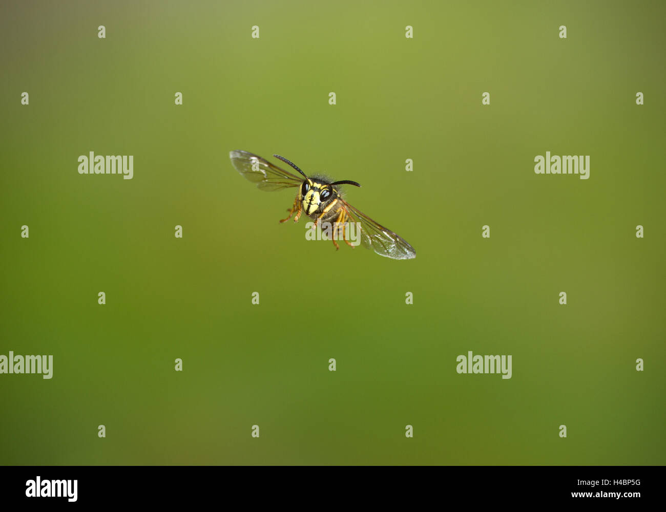 Saxon wasp, Dolichovespula saxonica, in flight Stock Photo - Alamy