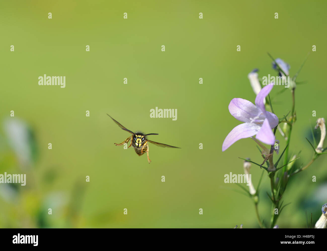Saxon wasp, Dolichovespula saxonica, in flight Stock Photo - Alamy