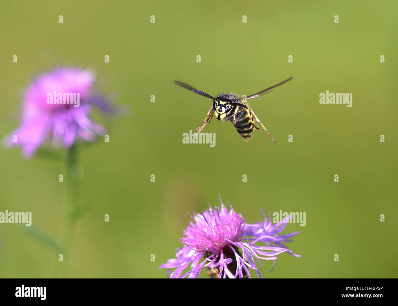 Common wasp, Vespula vulgaris, in flight Stock Photo - Alamy