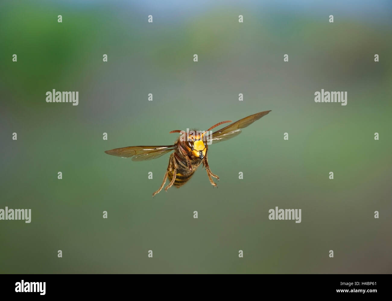Hornet in flight not bird hi-res stock photography and images - Alamy