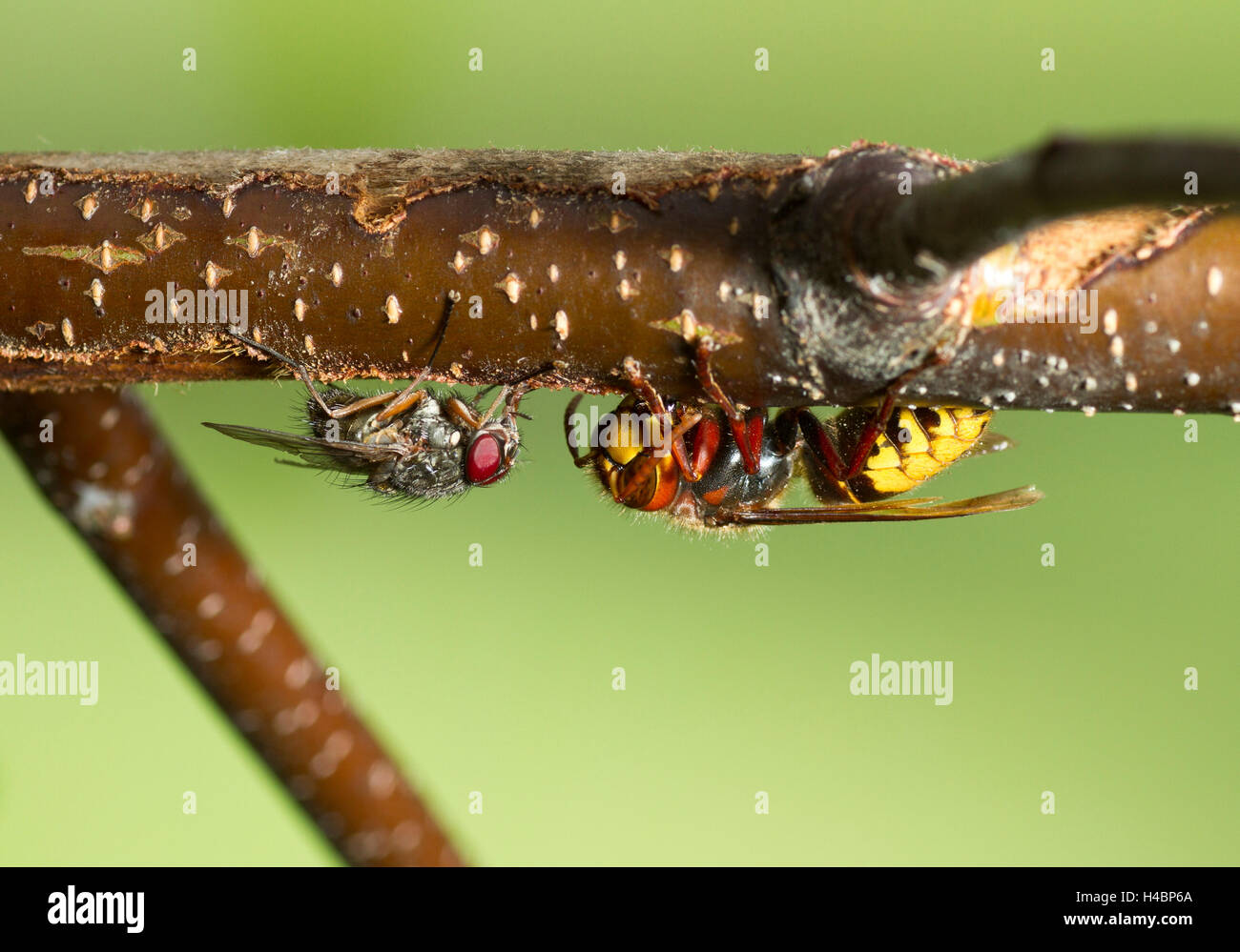 Hornet, Vespa crabro, fly Stock Photo - Alamy