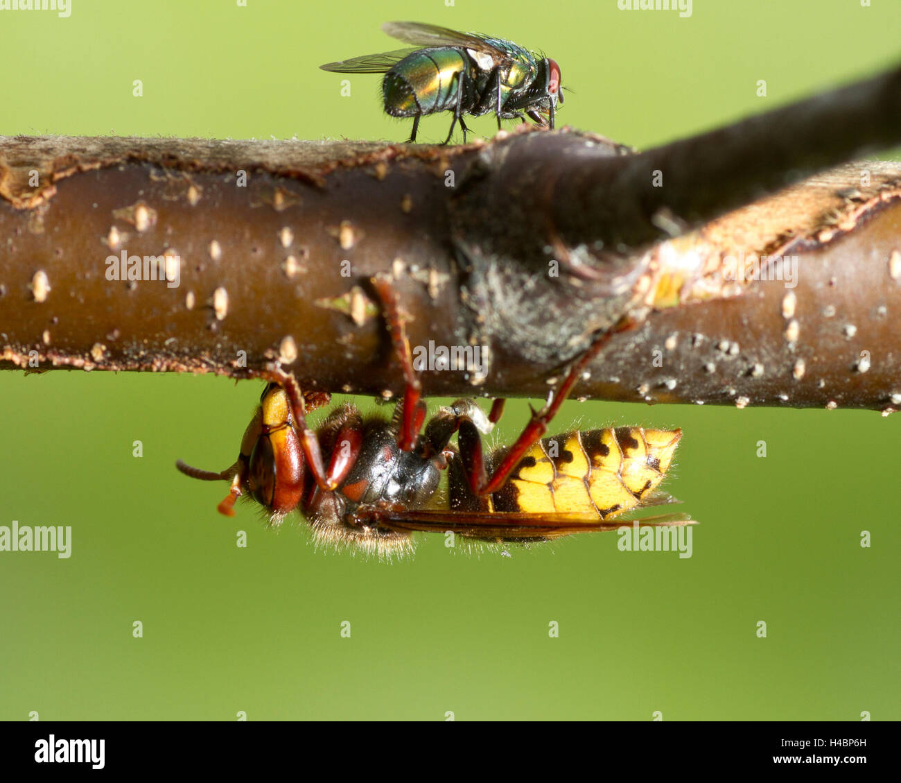 Hornet, Vespa crabro, fly Stock Photo - Alamy