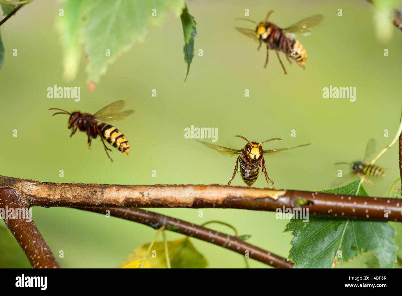 Hornets in flight hi-res stock photography and images - Alamy