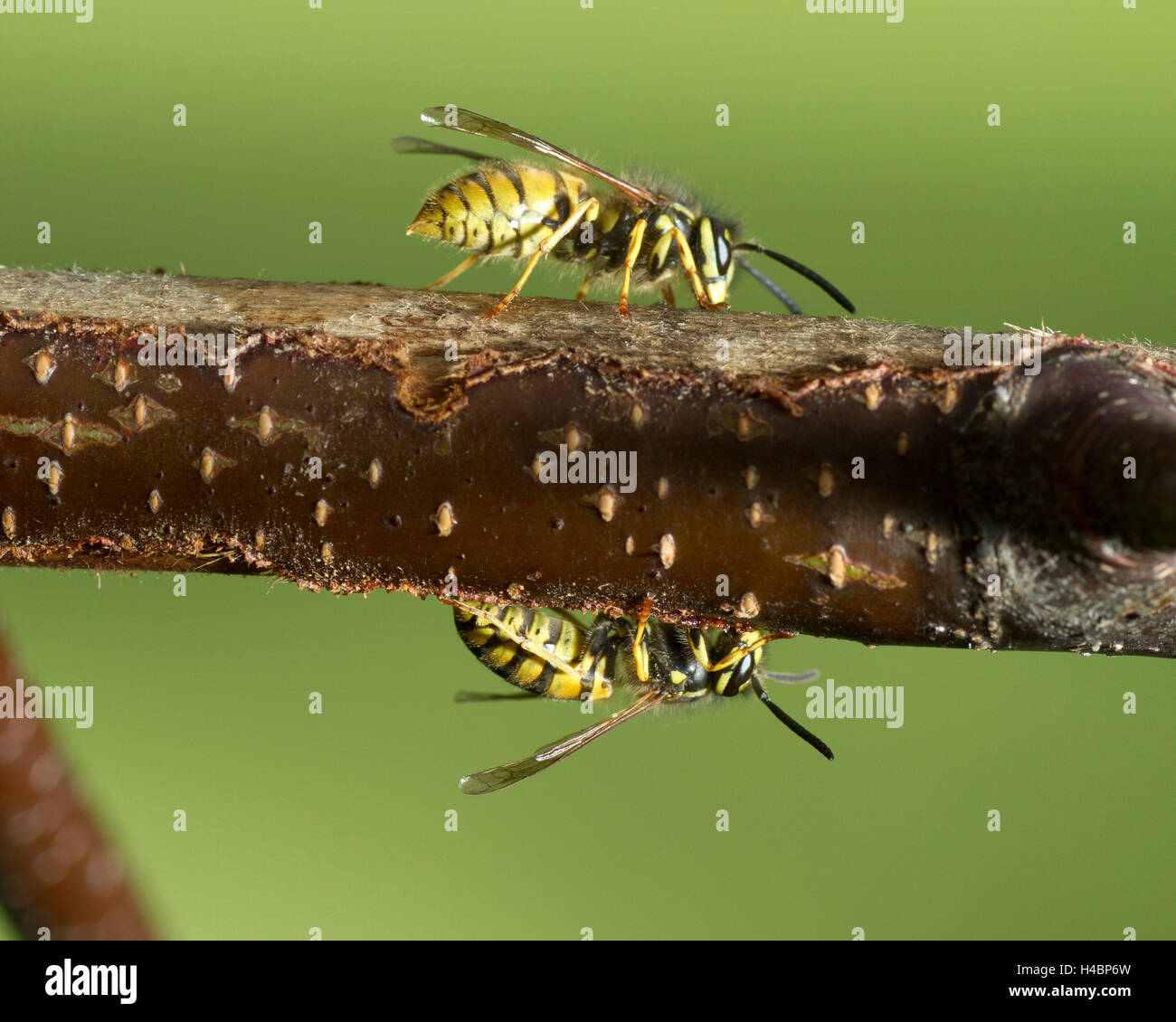 Wasp waist hi-res stock photography and images - Alamy