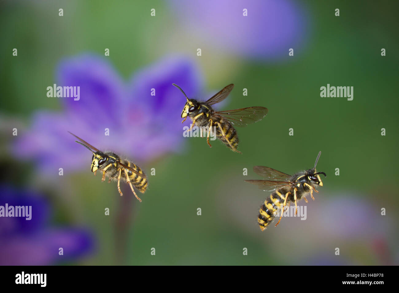 Saxonica hi-res stock photography and images - Alamy