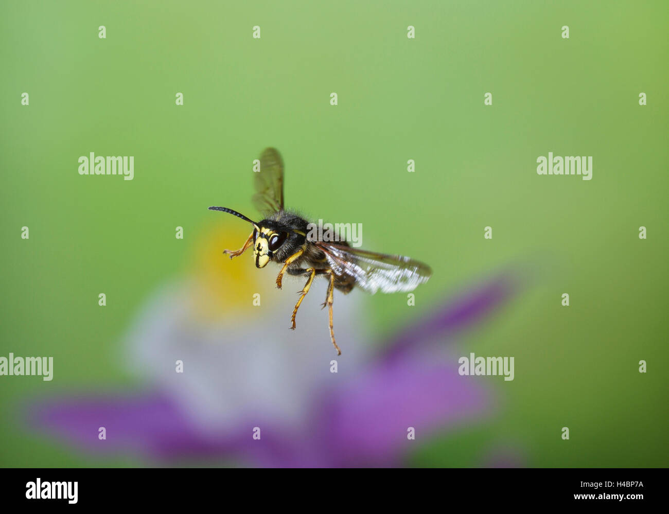 Saxonica hi-res stock photography and images - Alamy