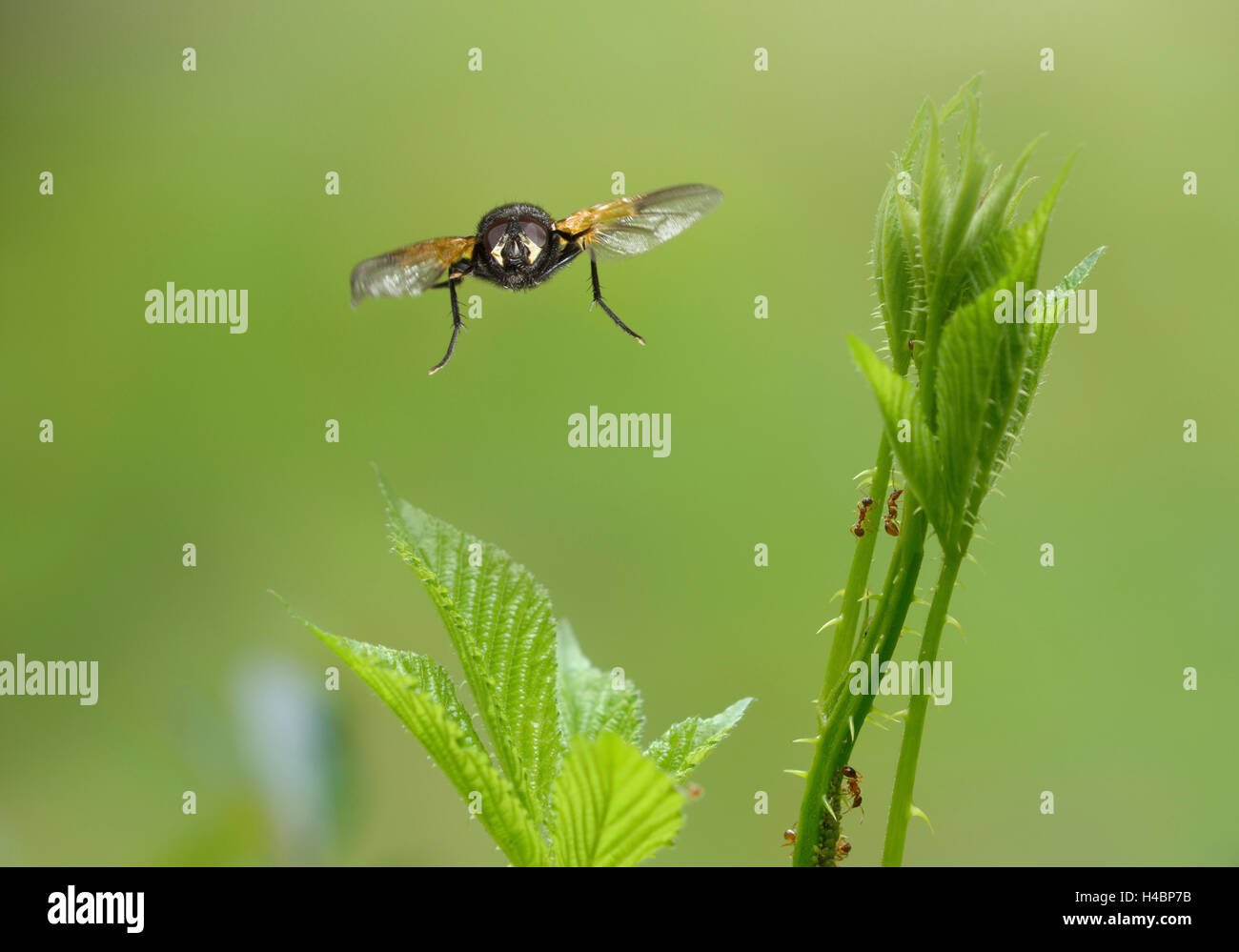 Noon fly, Mesembrina meridiana, in flight Stock Photo - Alamy