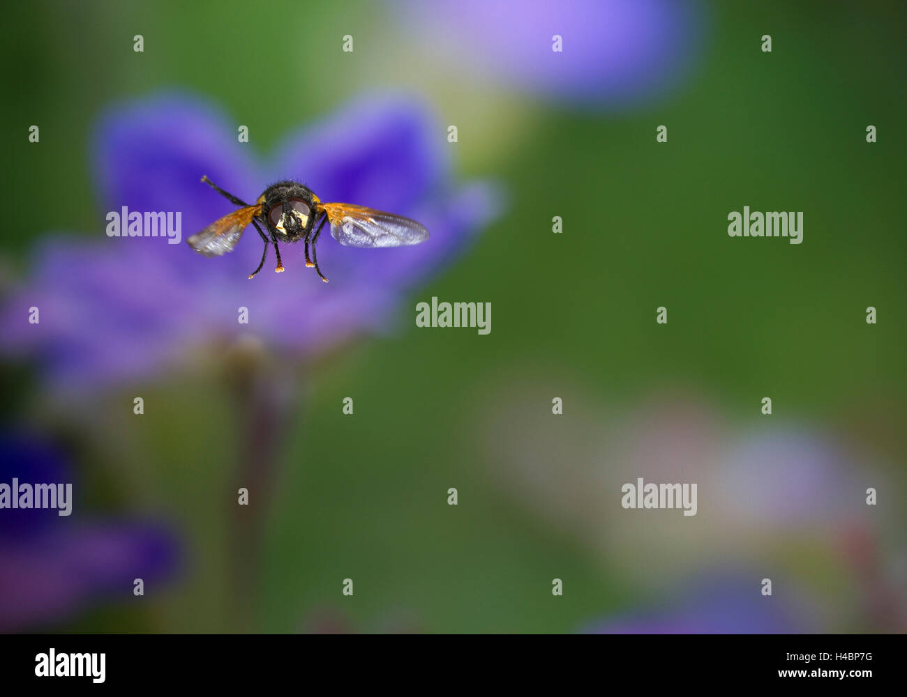 Noon fly, Mesembrina meridiana, in flight Stock Photo - Alamy