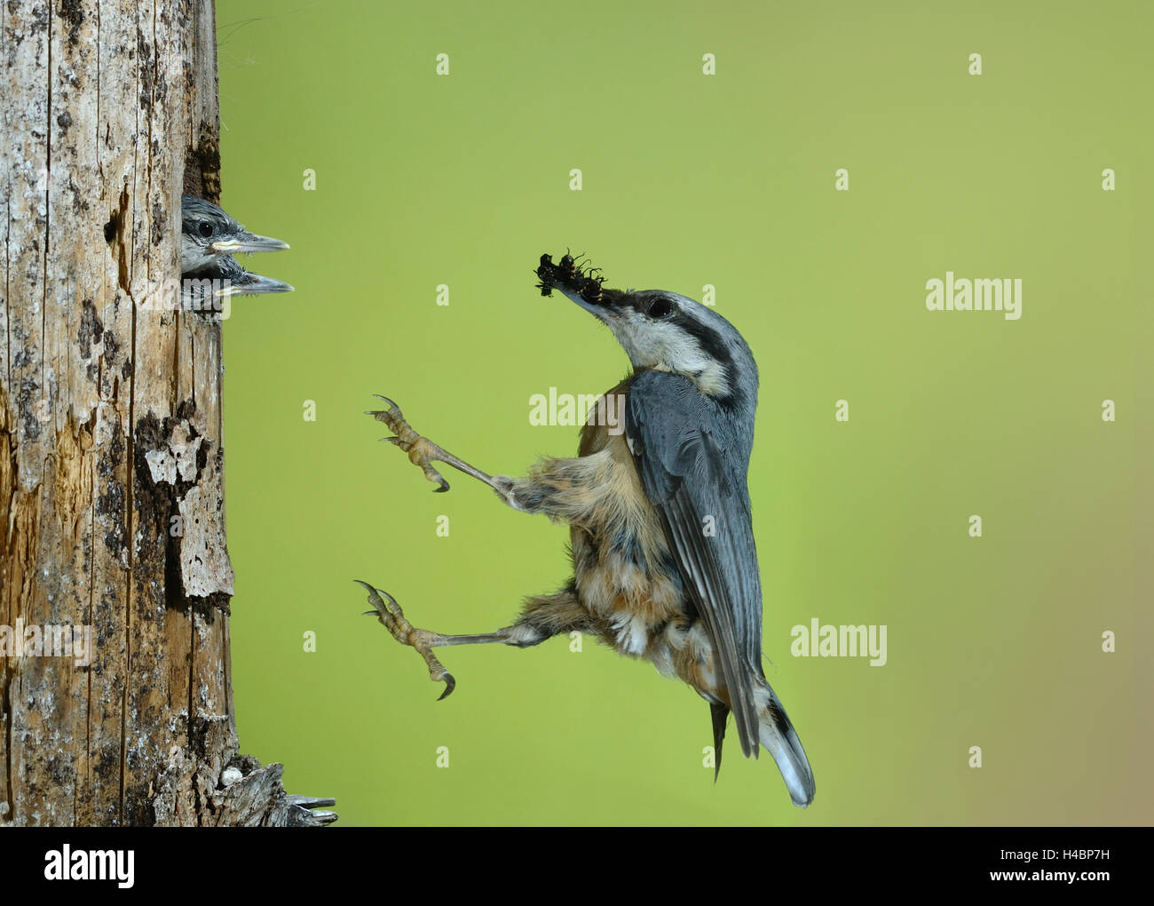 Nuthatch, Sitta europaea, in flight Stock Photo - Alamy
