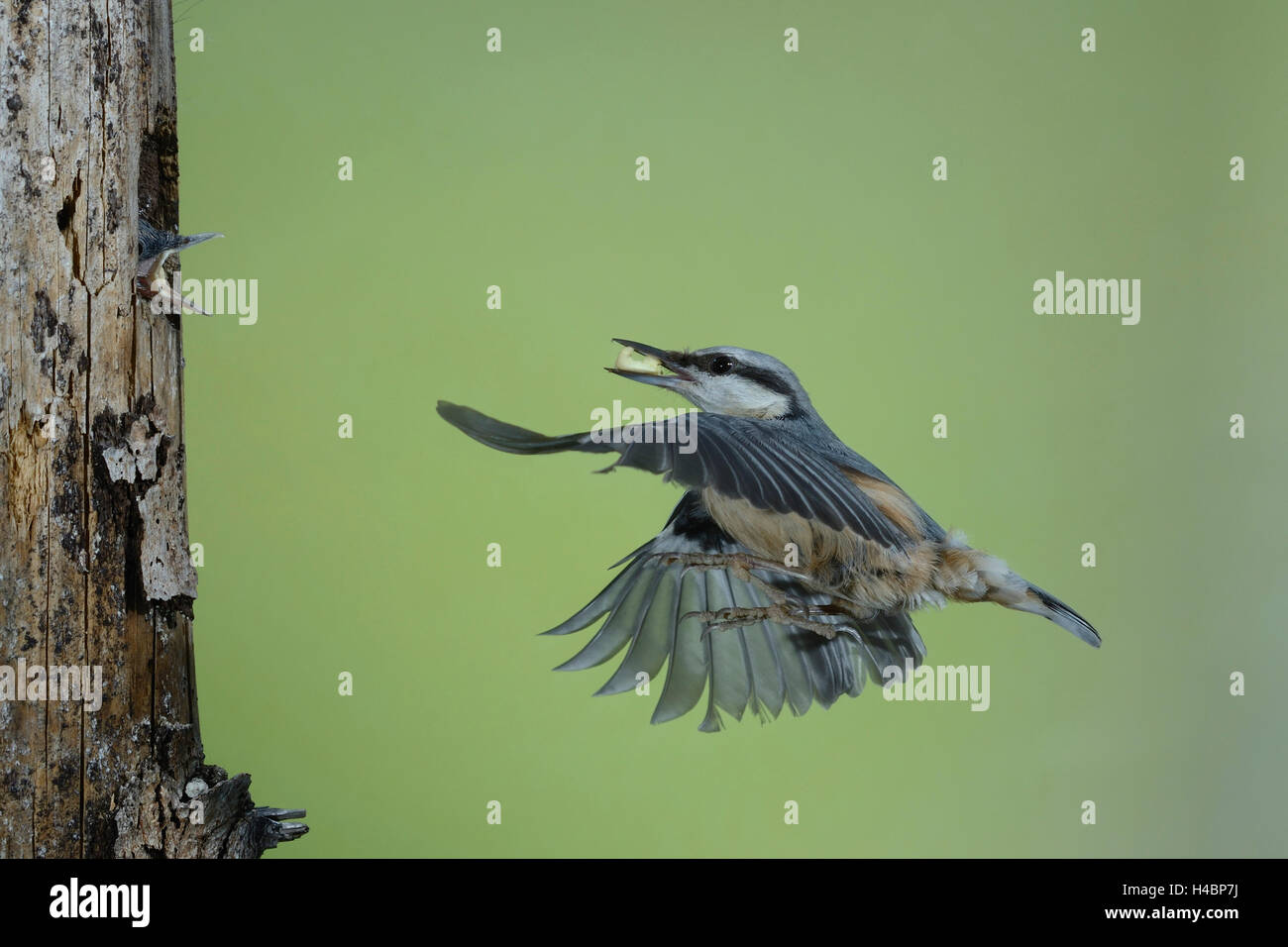 Nuthatch, Sitta europaea, in flight Stock Photo - Alamy