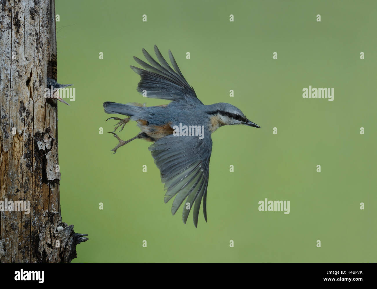 Nuthatch in flight hi-res stock photography and images - Alamy