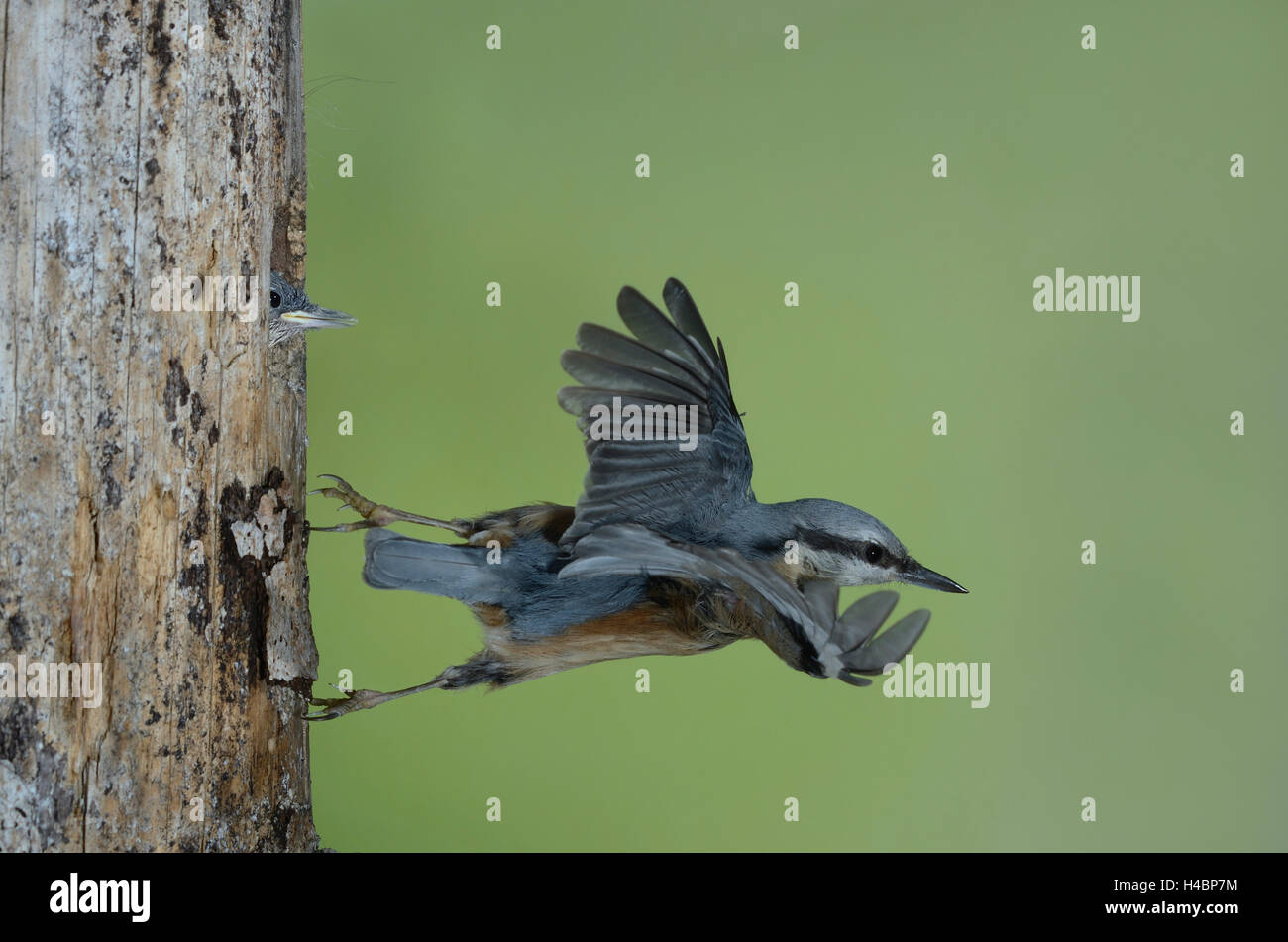Nuthatch in flight hi-res stock photography and images - Alamy