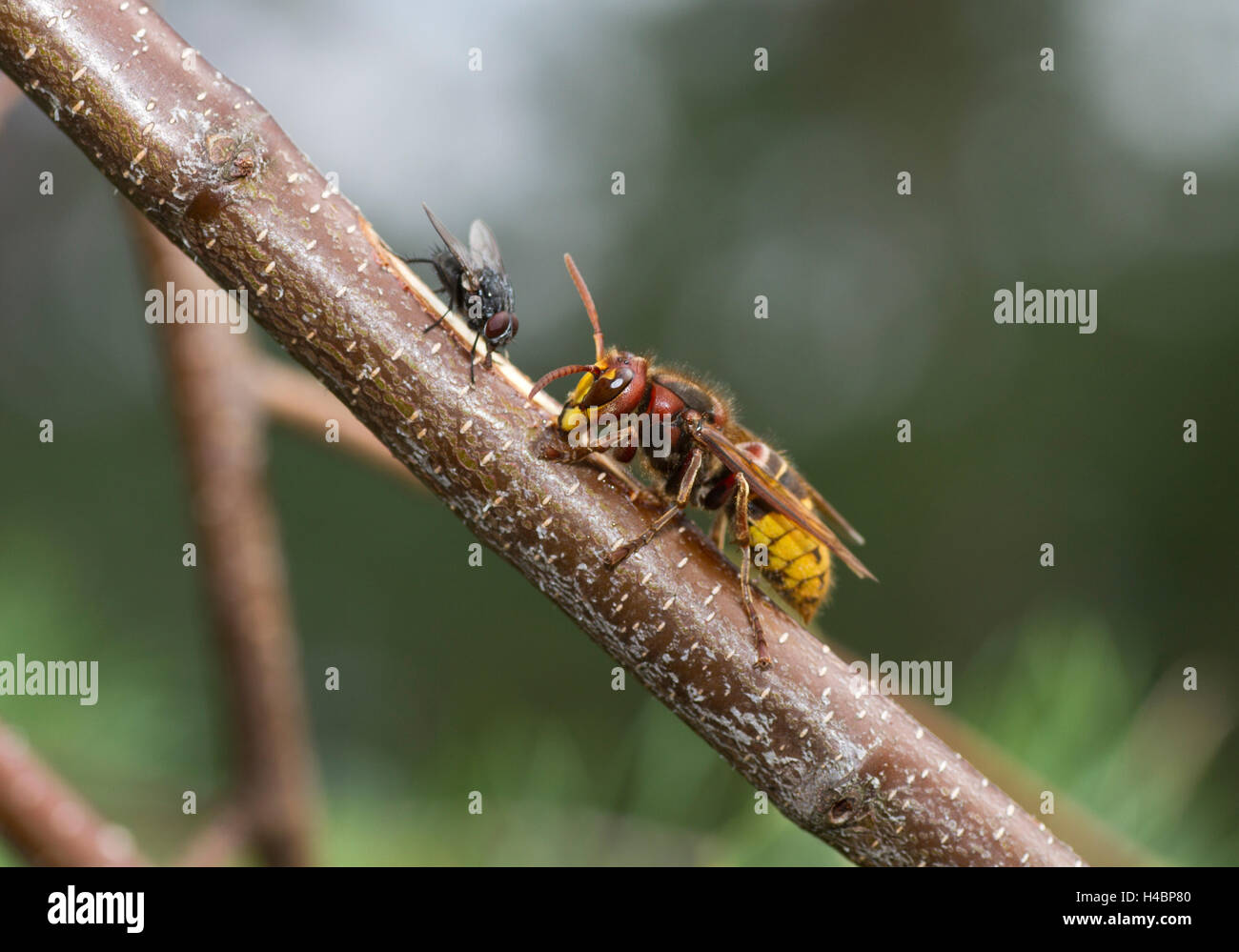 Hornet, Vespa crabro, fly Stock Photo - Alamy