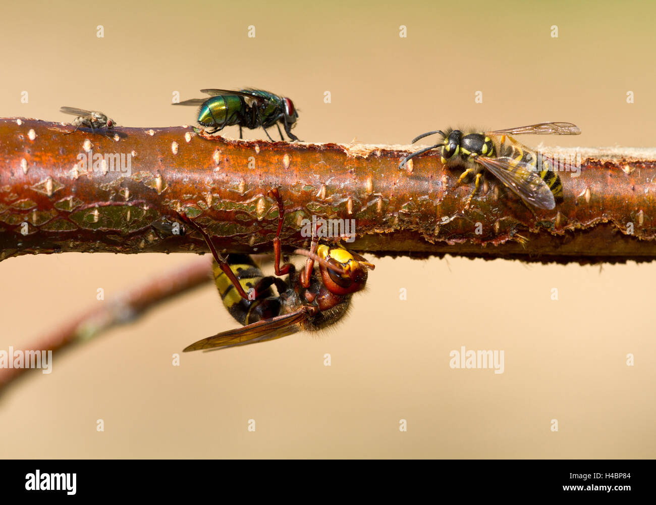 Hornet, Vespa crabro, fly Stock Photo - Alamy