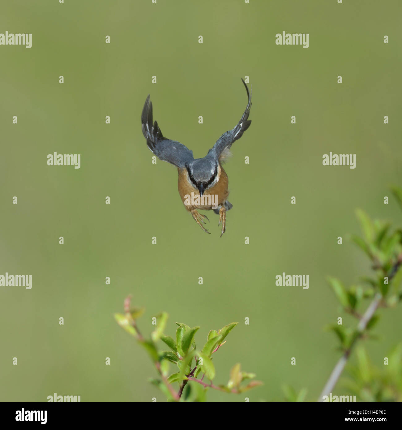 Nuthatch in flight hi-res stock photography and images - Alamy
