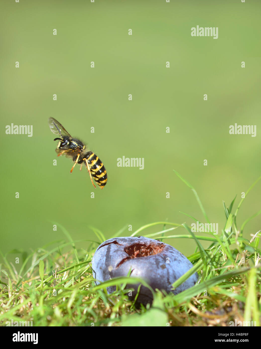 Saxonica hi-res stock photography and images - Alamy