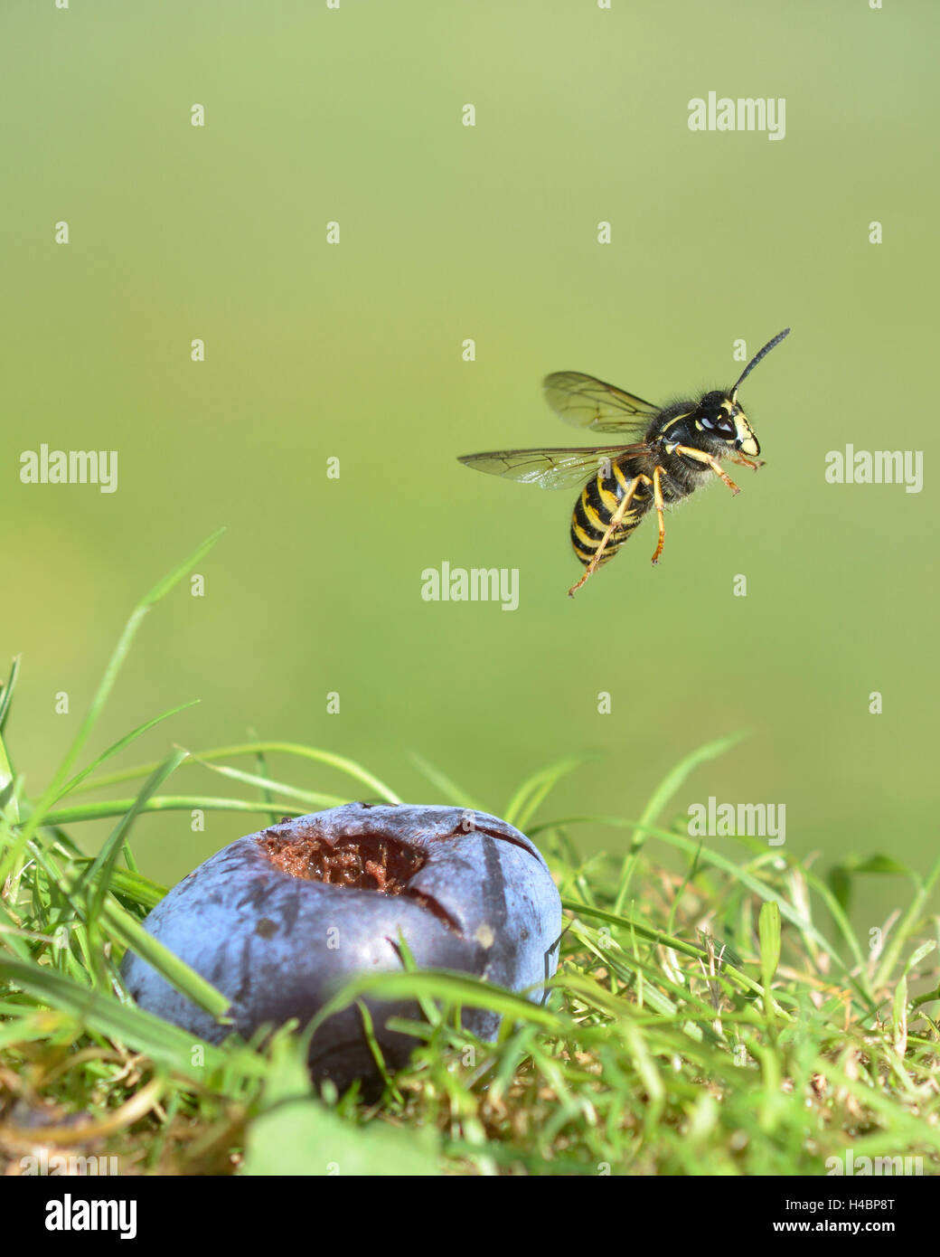 Saxonica hi-res stock photography and images - Alamy