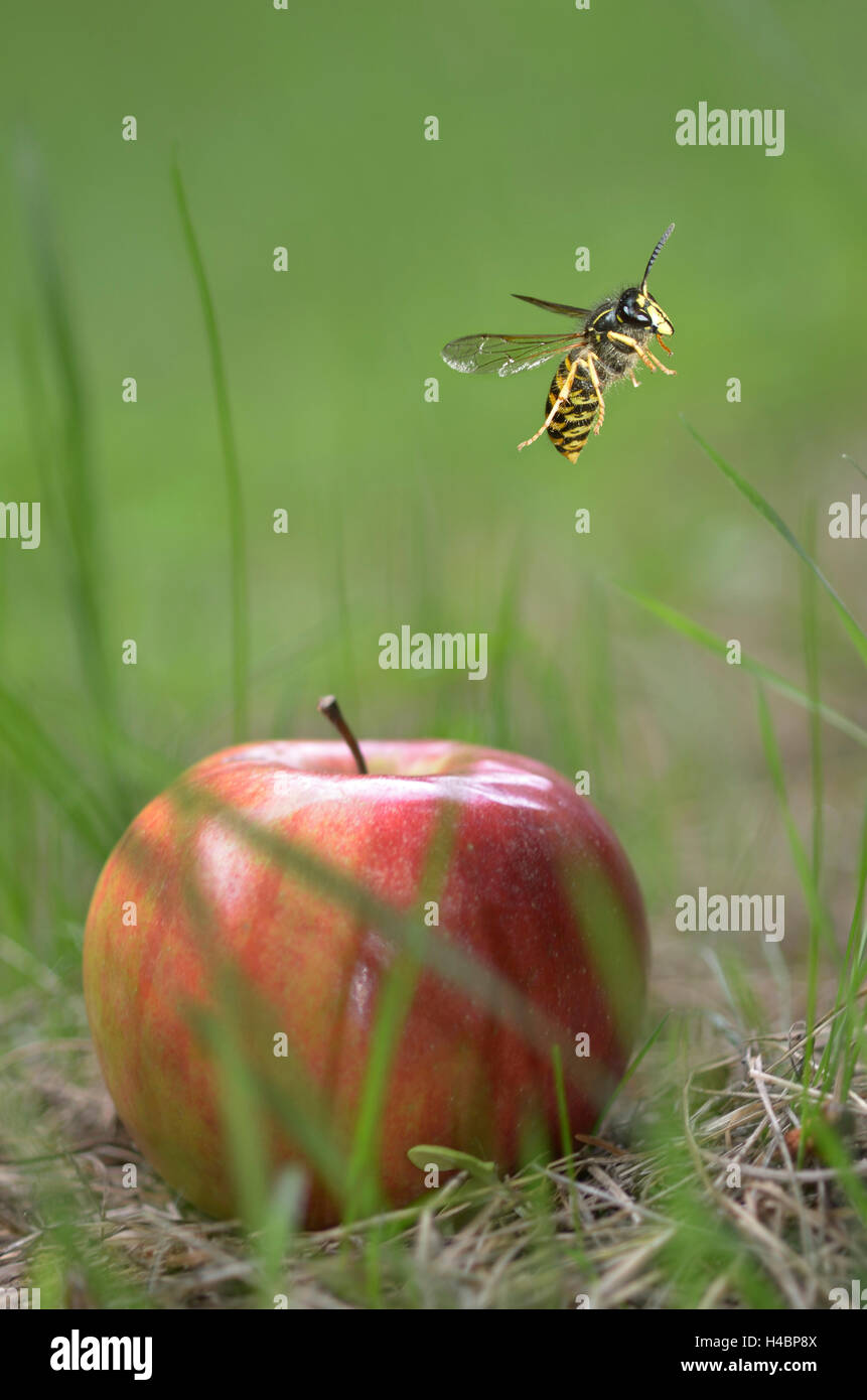 Saxonica hi-res stock photography and images - Alamy