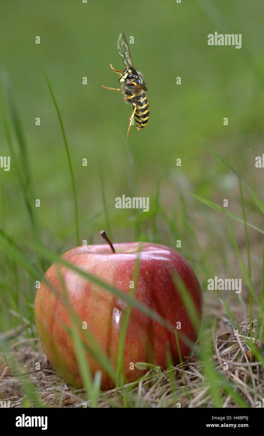 Common wasp, Vespula vulgaris, in flight Stock Photo - Alamy